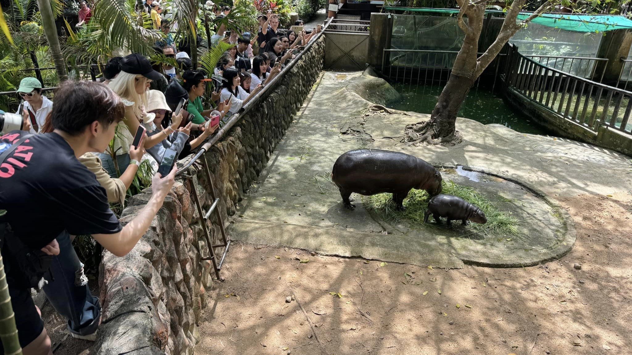 เกิดอะไรขึ้นในวงการเกม และอีสปอร์ตจากกระแส Moo Deng ฟีเวอร์ | ONE ...